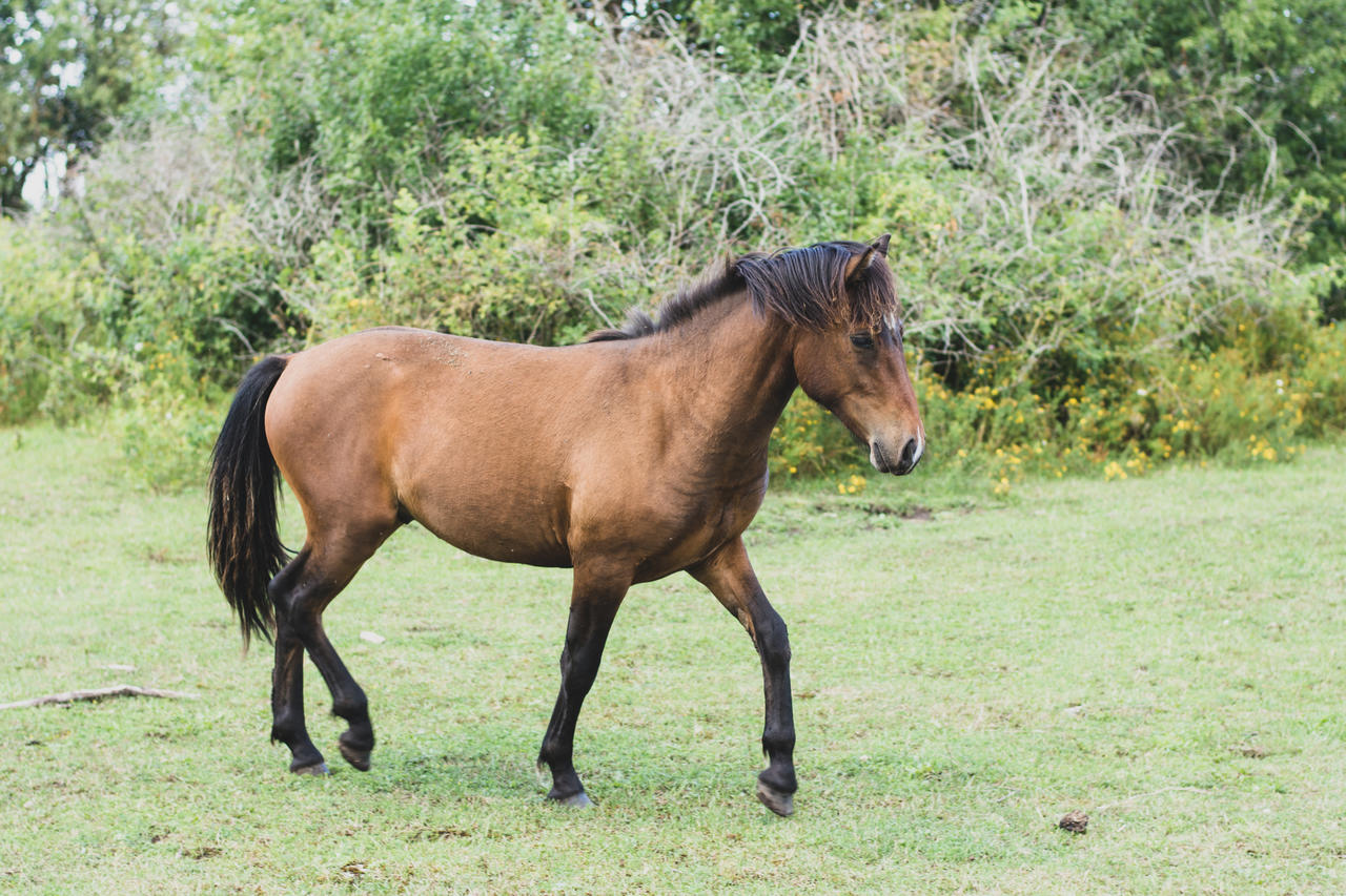 Müüa hobune – Eestihobune